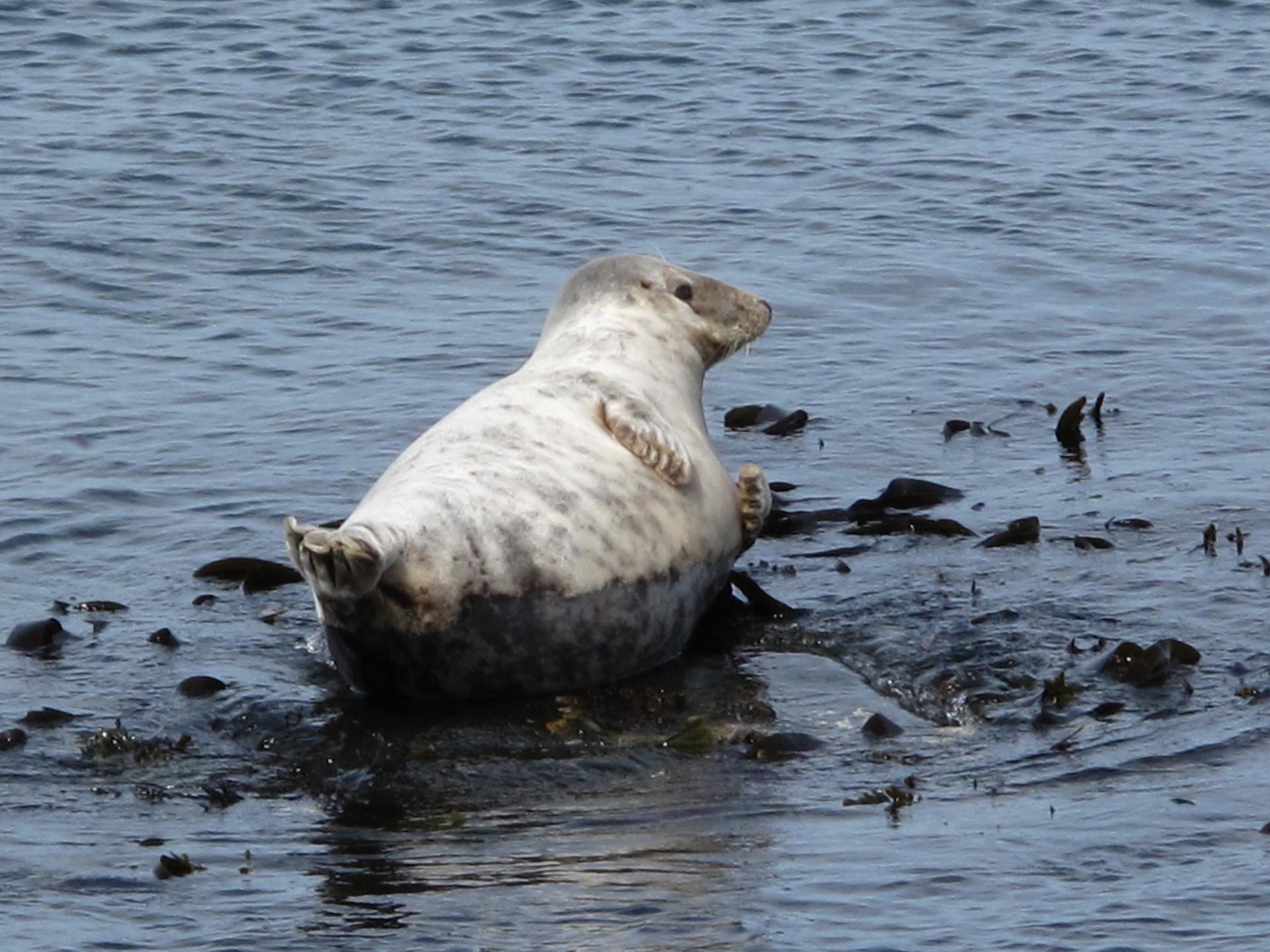 Where to Spot Seals during Autumn in the UK — Contours Walking Holidays