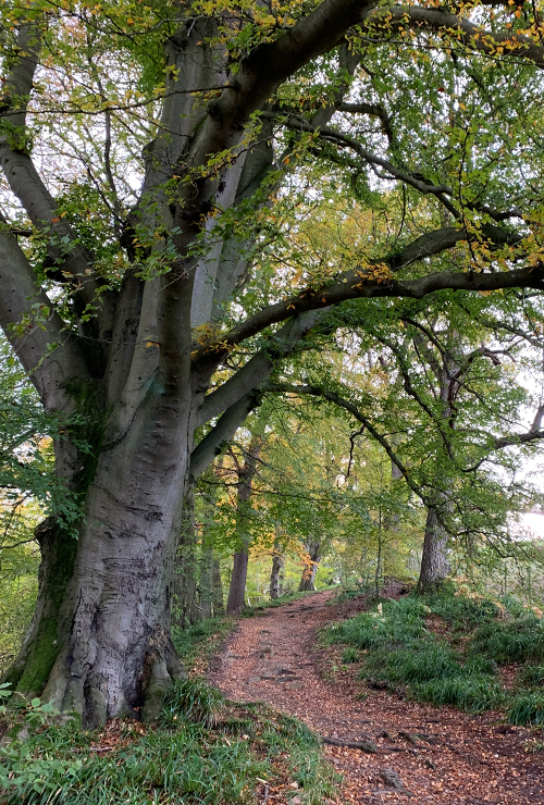 Autumn Outside at Allen Banks and Staward Gorge — Contours Walking Holidays
