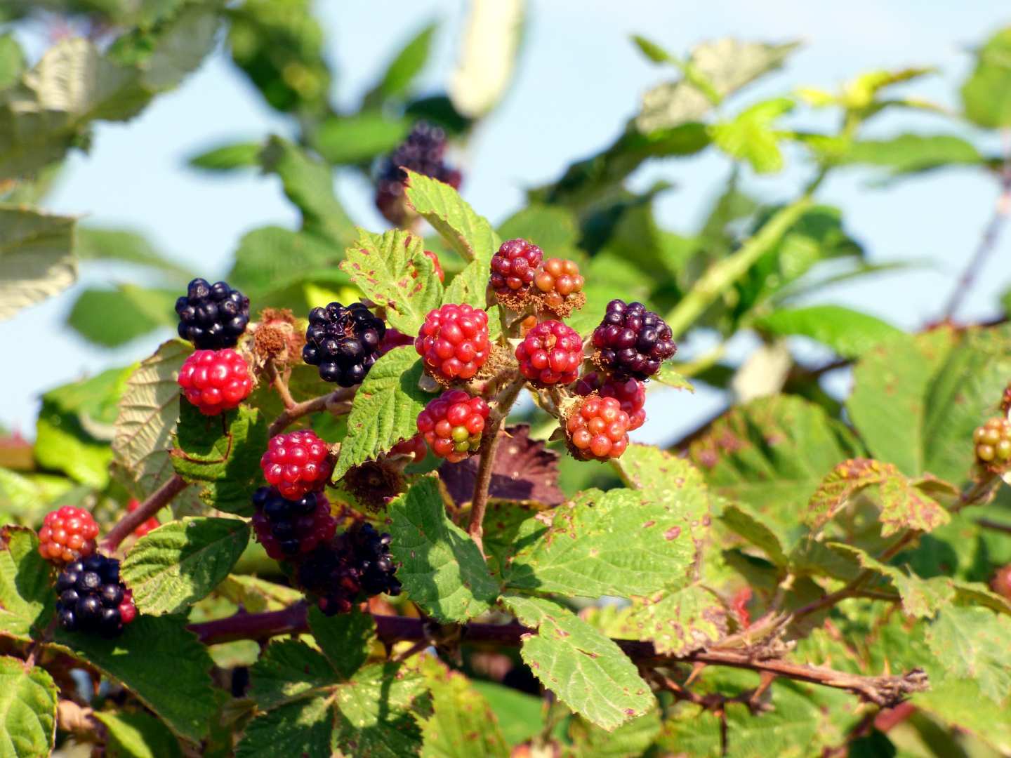 Foraging in Cumbria — Contours Walking Holidays