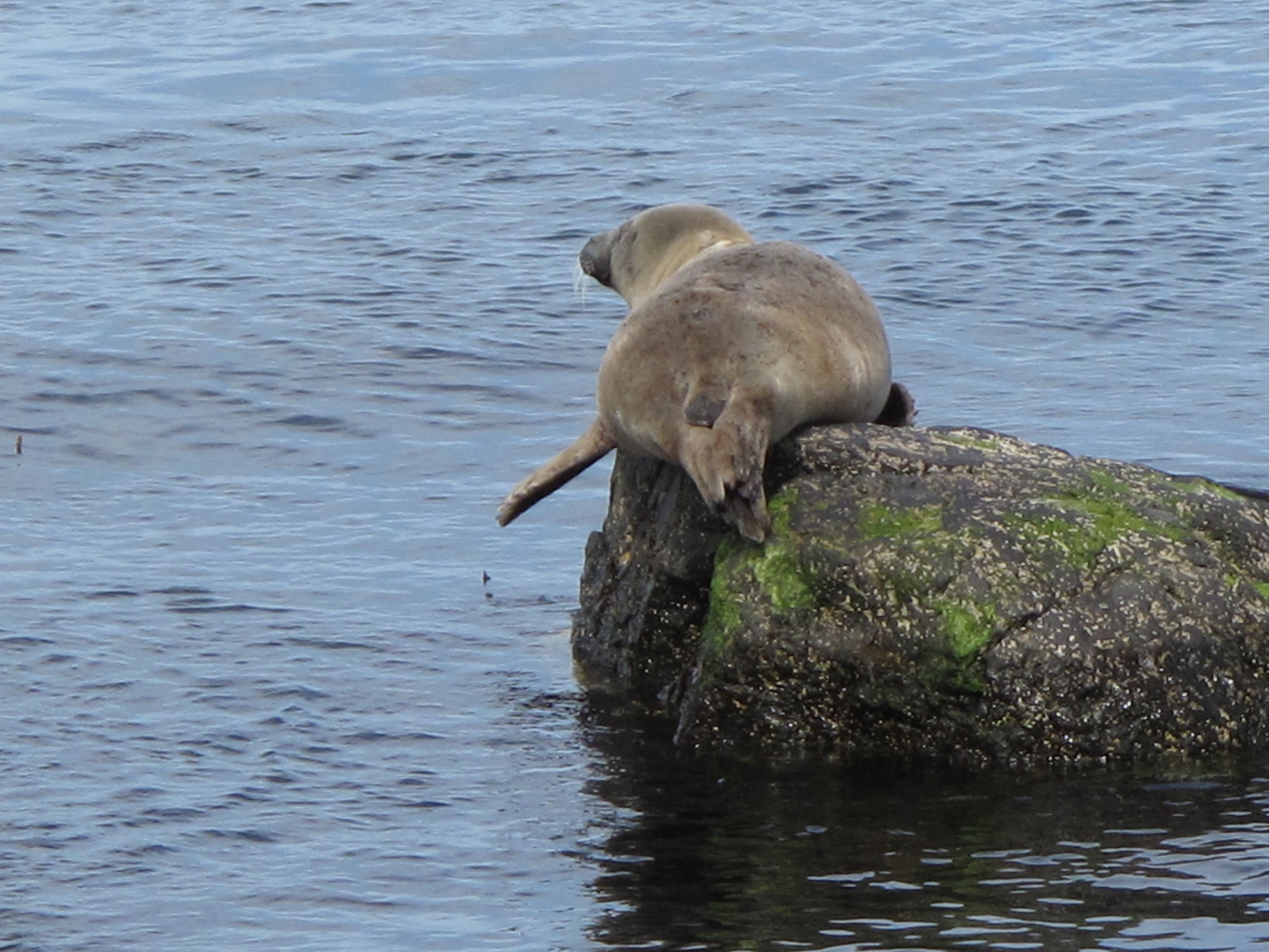 Where to Spot Seals during Autumn in the UK — Contours Walking Holidays