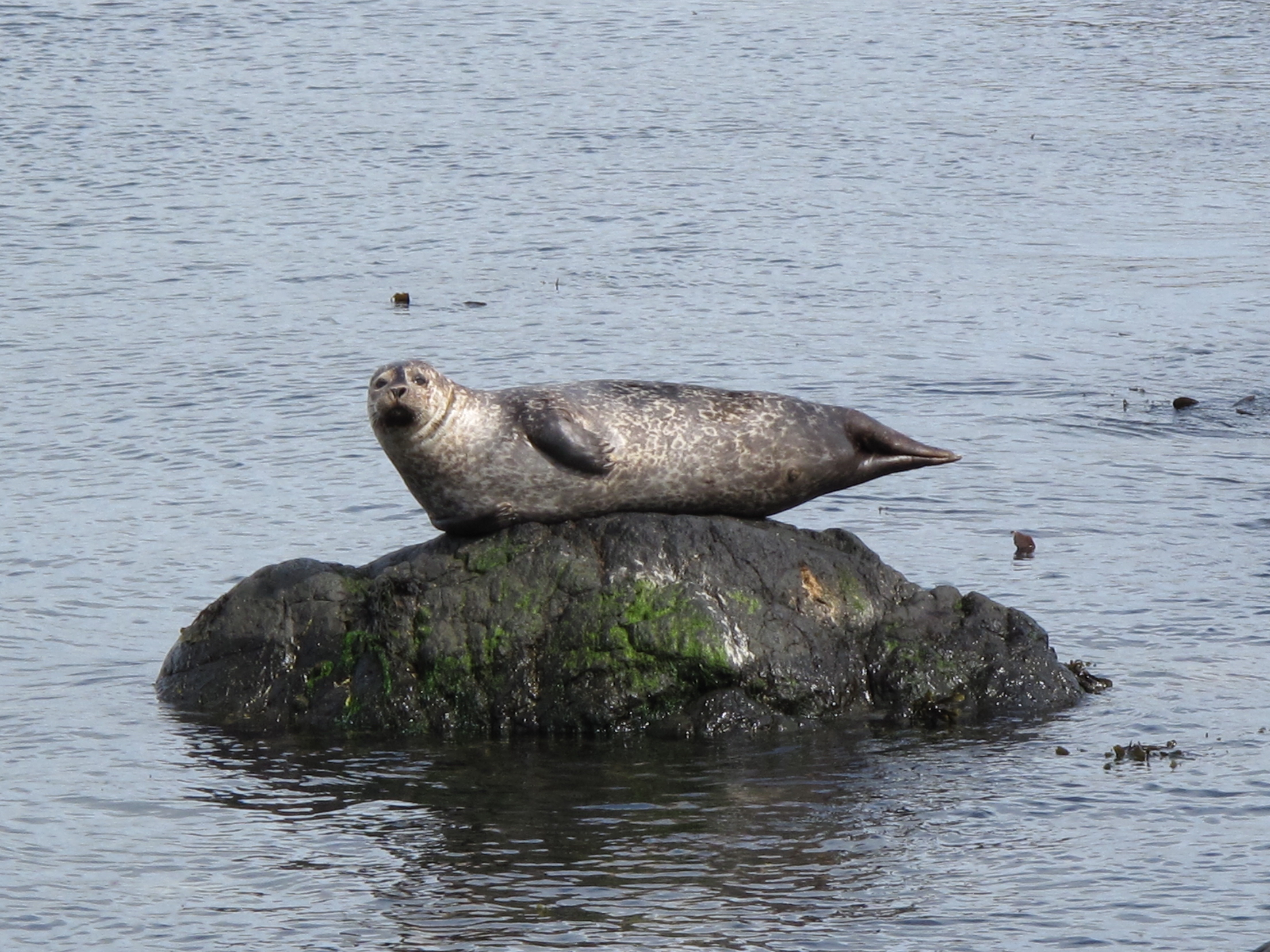 Where to Spot Seals during Autumn in the UK — Contours Walking Holidays