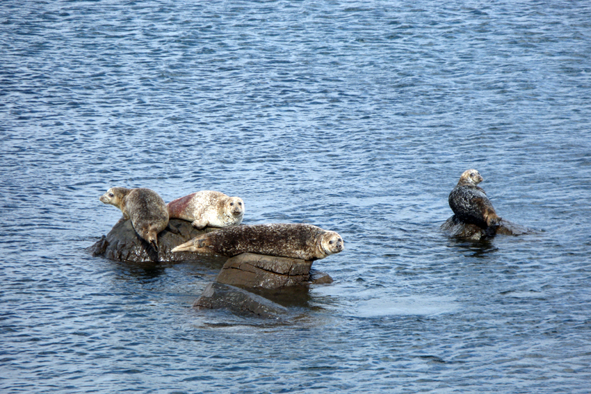 Where to Spot Seals during Autumn in the UK — Contours Walking Holidays