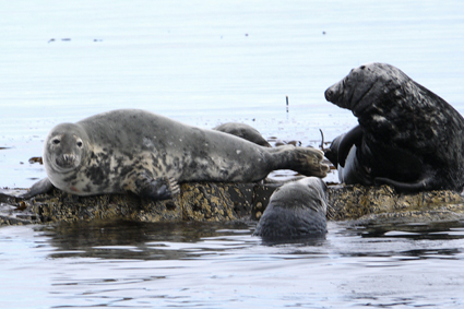 Where to Spot Seals during Autumn in the UK — Contours Walking Holidays