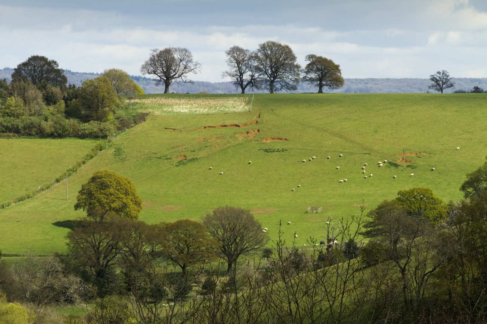 West North Downs Way in 6-7 Days — Contours Walking Holidays