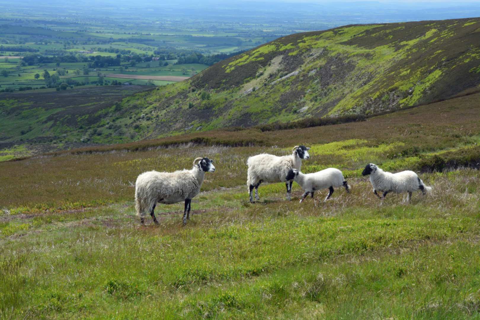 Cleveland Way Walking Holidays — Contours Walking Holidays