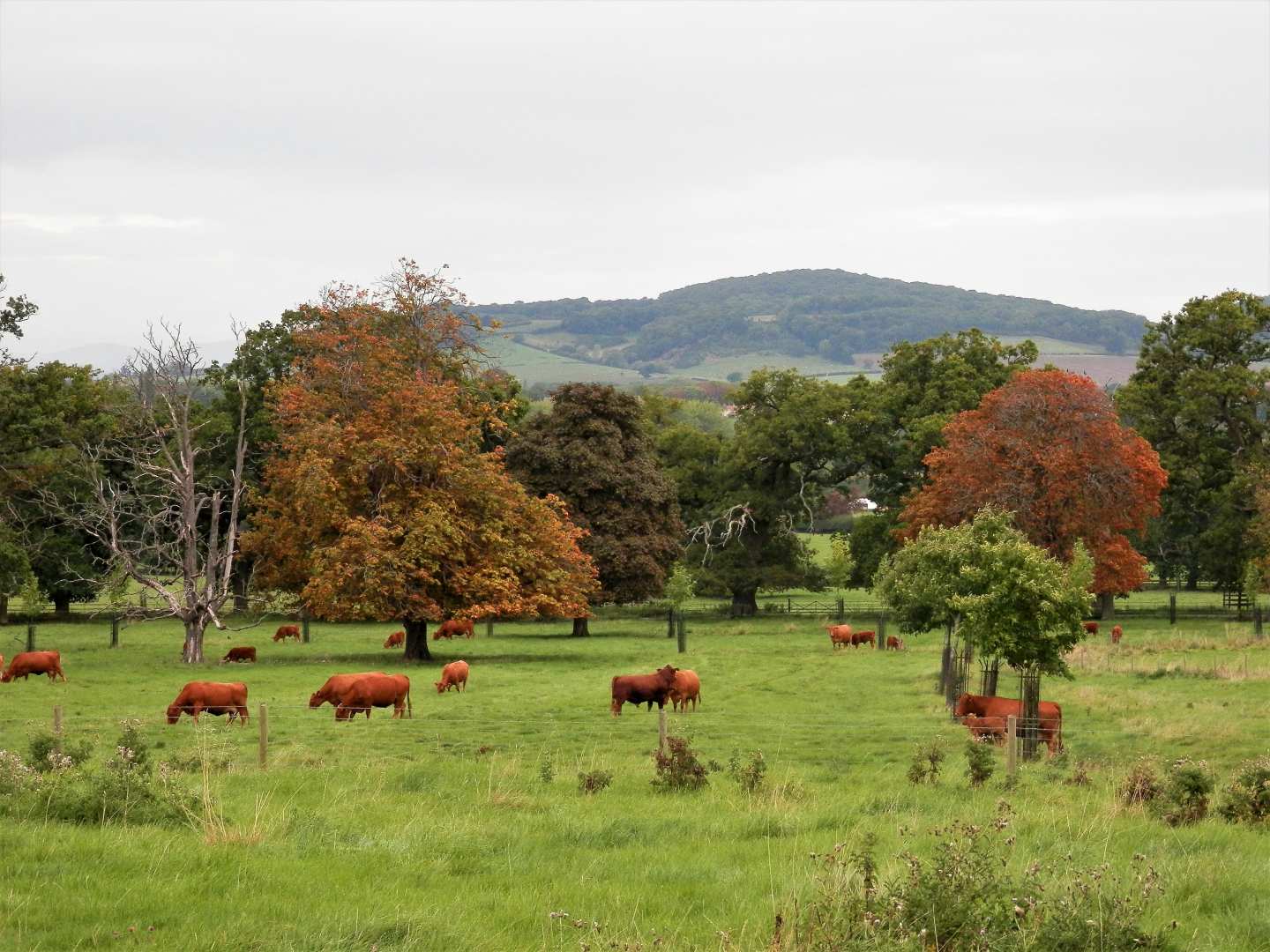 Cotswold Way in 6 to 13 days — Contours Walking Holidays