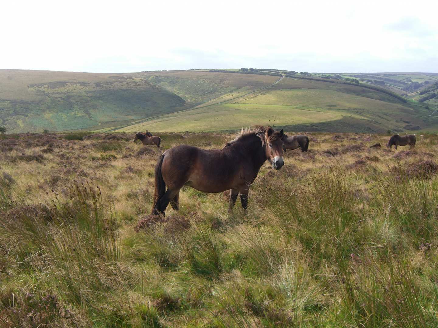Two Moors Way through Dartmoor — Contours Walking Holidays