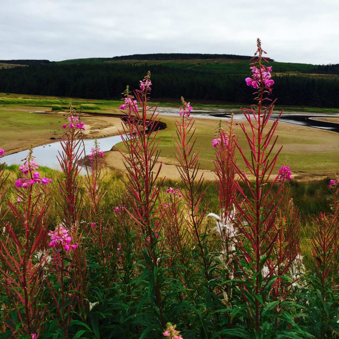 Kintyre Way — Contours Walking Holidays