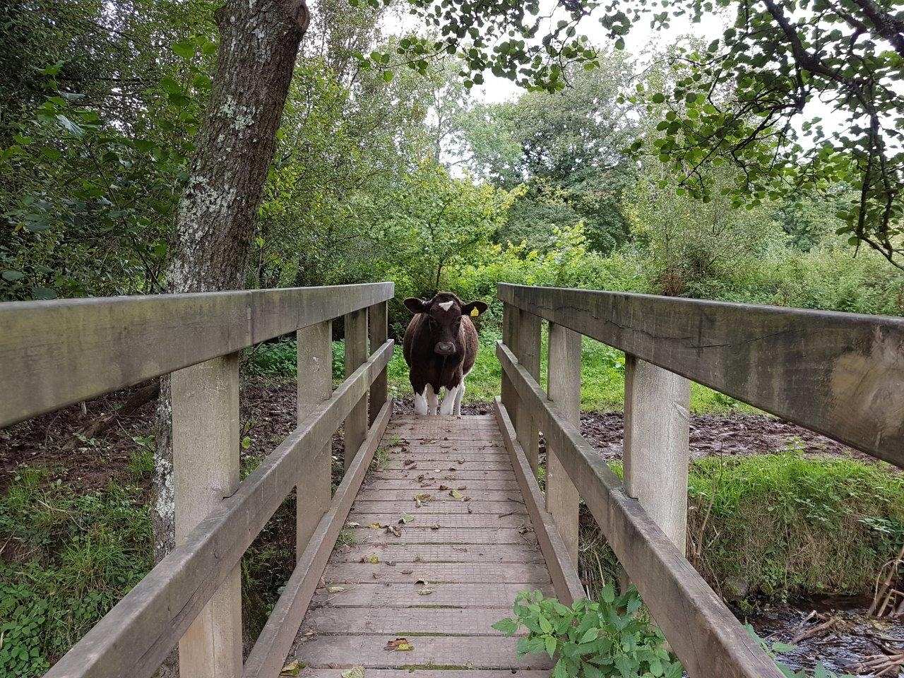 Two Moors Way through Dartmoor — Contours Walking Holidays
